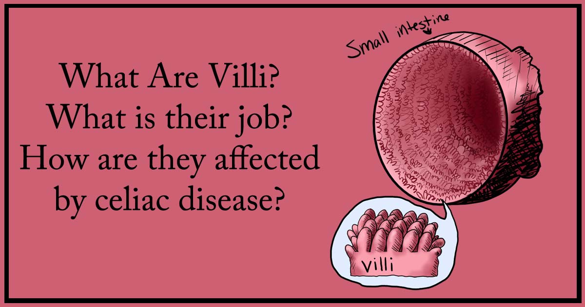What Are Villi? What Is Their job And How They Are Affected By Celiac ...